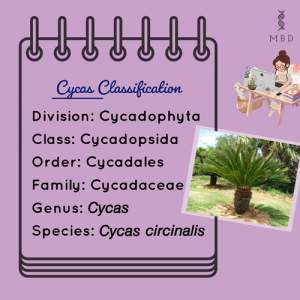 Cycas vs Pinus (Differences) - My Biology Dictionary
