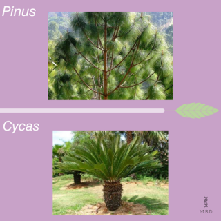 Cycas vs Pinus (Differences) - My Biology Dictionary