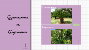 - My Biology Dictionary Gymnosperms vs Angiosperms