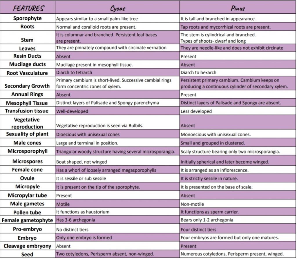 Cycas vs Pinus (Differences) - My Biology Dictionary