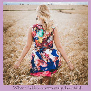 Wheat Origin,Morphology, Economic importance - My Biology Dictionary