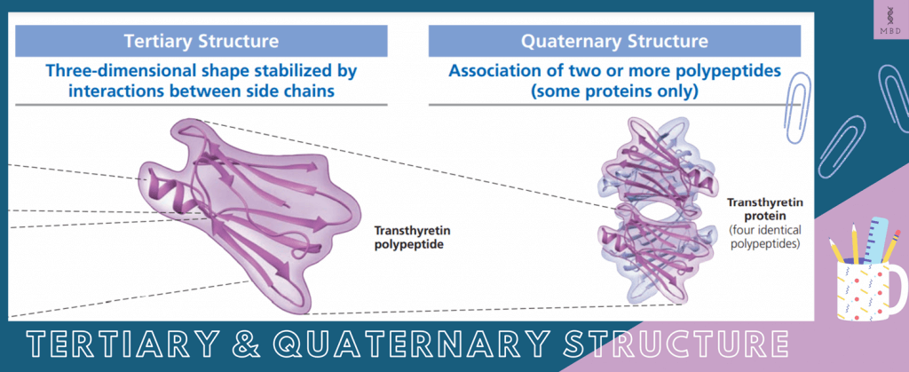 Structure of Proteins - My Biology Dictionary