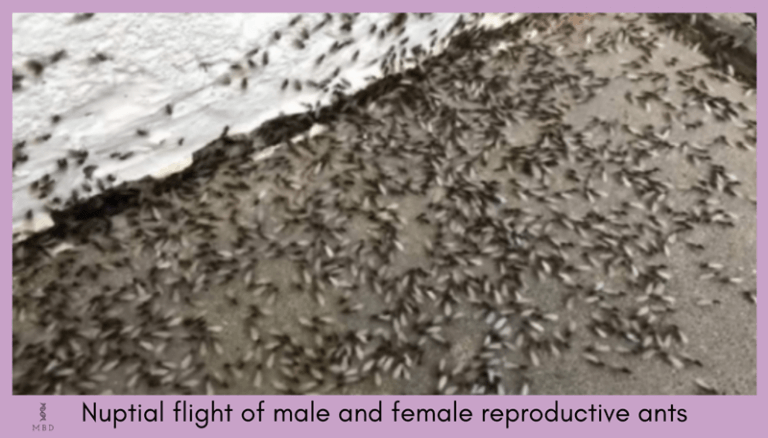 ant colonies and their life cycle - My Biology Dictionary