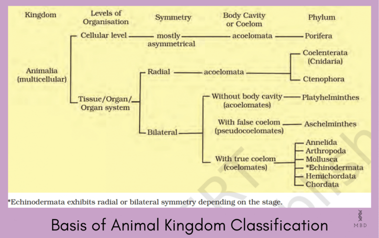 What is the basis of Animal Kingdom Classification? - My Biology Dictionary