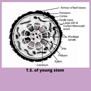 Cycas- Overview, Habit, Morphology and Anatomy - My Biology Dictionary