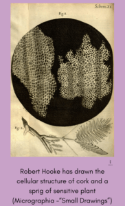 Discovery of cells - My Biology Dictionary