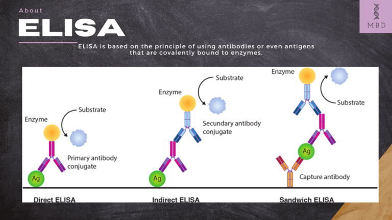 Types of ELISA - My Biology Dictionary