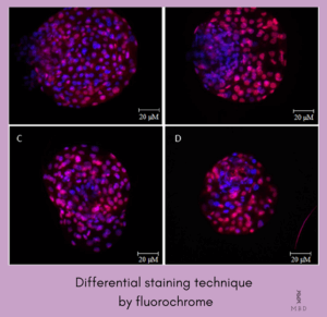 Types of staining techniques in Microbiology - My Biology Dictionary