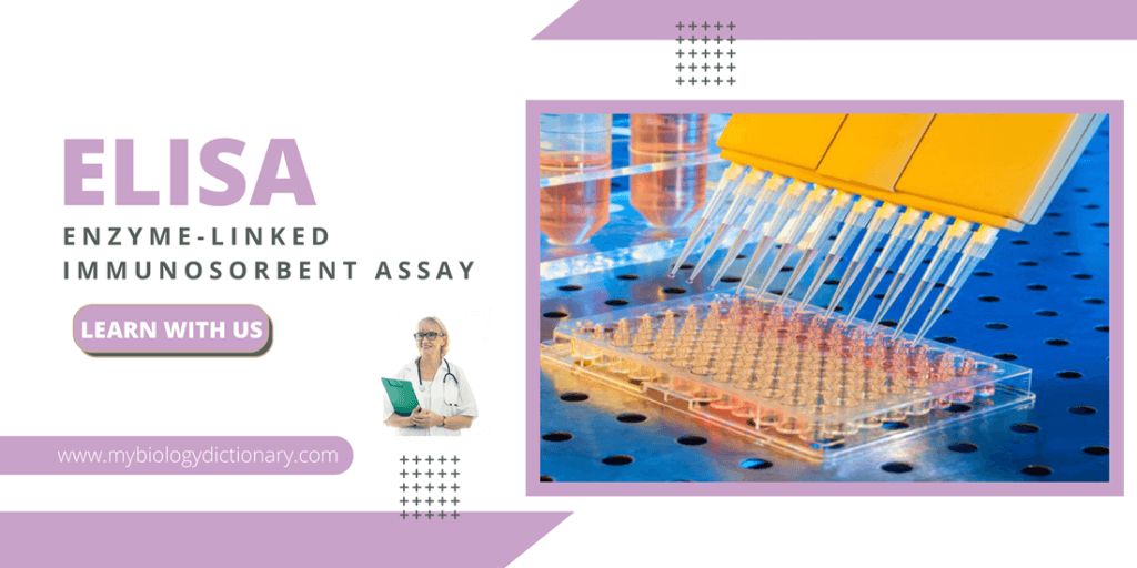 Types of ELISA - My Biology Dictionary