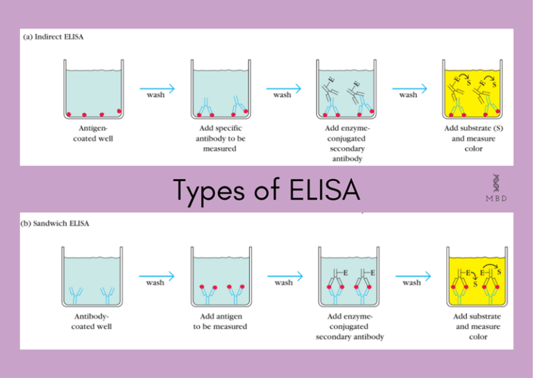 Types of ELISA - My Biology Dictionary
