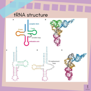 Enthralling structure of tRNA (transfer RNA) - My Biology Dictionary