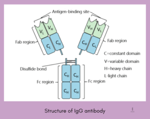 The Structure of Antibody - My Biology Dictionary