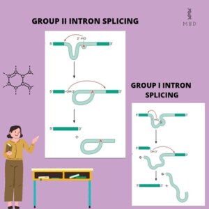 Difference between Group I and Group II introns - My Biology Dictionary