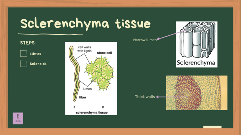 Types of Sclerenchyma- Fibres & Sclereids - My Biology Dictionary