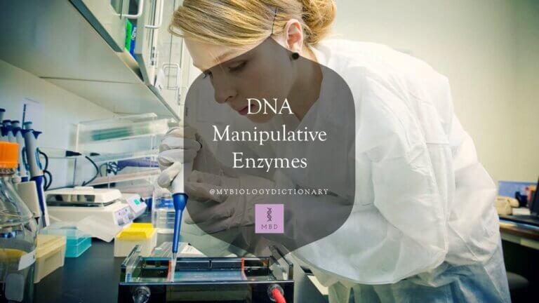 DNA Manipulative Enzymes