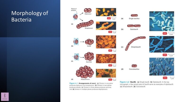 Morphology: Size, shape and arrangement of Bacteria