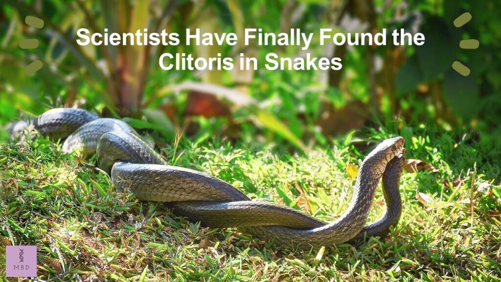 Scientists Have Finally Found the Clitoris in Snakes