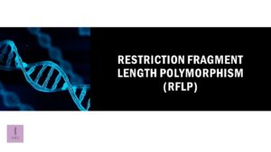 Restriction Fragment Length Polymorphism (RFLP)