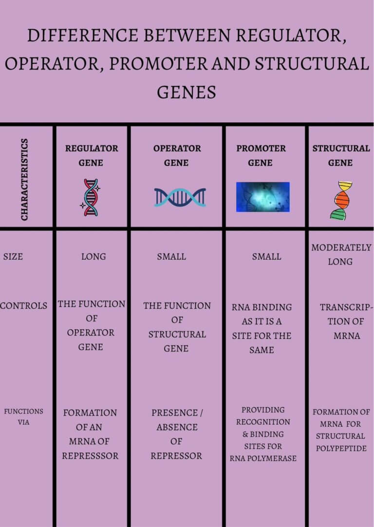 Difference between regulator, operator, promoter, structural genes Difference between regulator, operator, promoter, structural genes