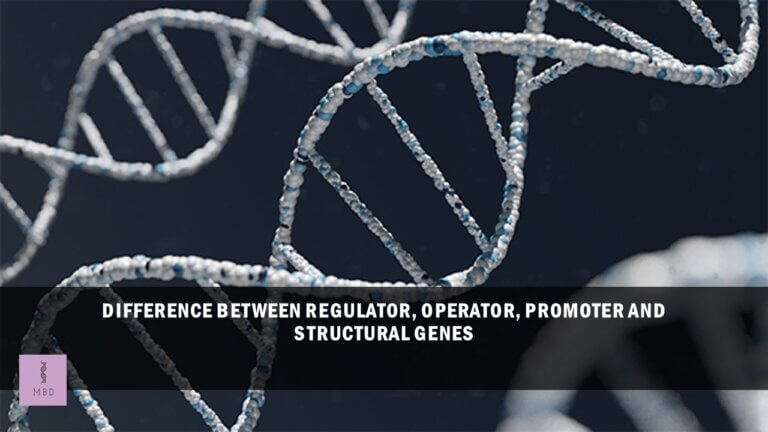 Difference between regulator, operator, promoter, structural genes Difference between regulator, operator, promoter, structural genes
