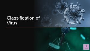 Classification of Viruses: My Biology Dictionary
