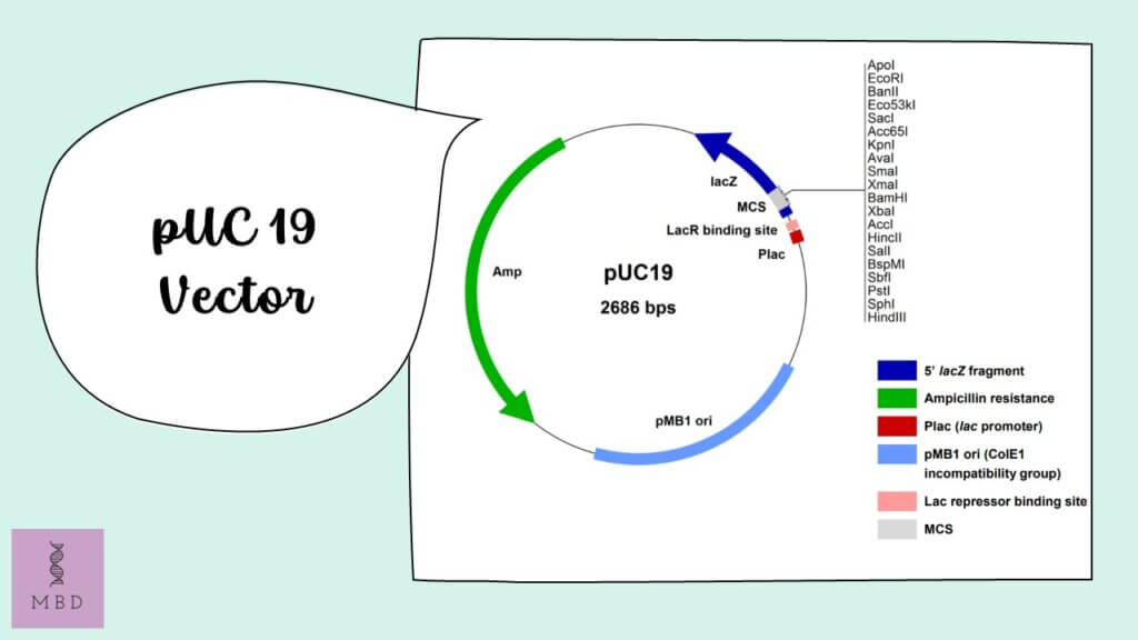 pUC19 Vector - My Biology Dictionary