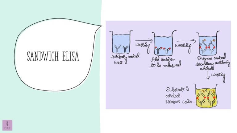 The Simple Science behind Sandwich ELISA - My Biology Dictionary