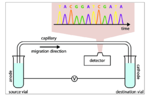 Sanger Sequencing: Concept and Applications - My Biology Dictionary