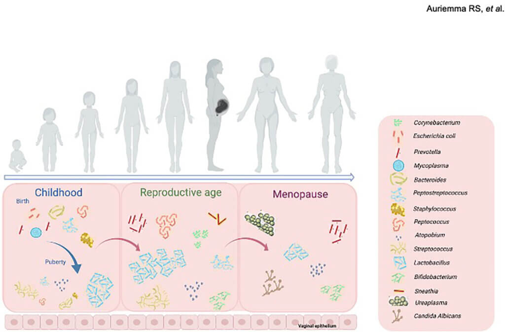 The Dynamic Ecosystem: Understanding the Vaginal Microflora